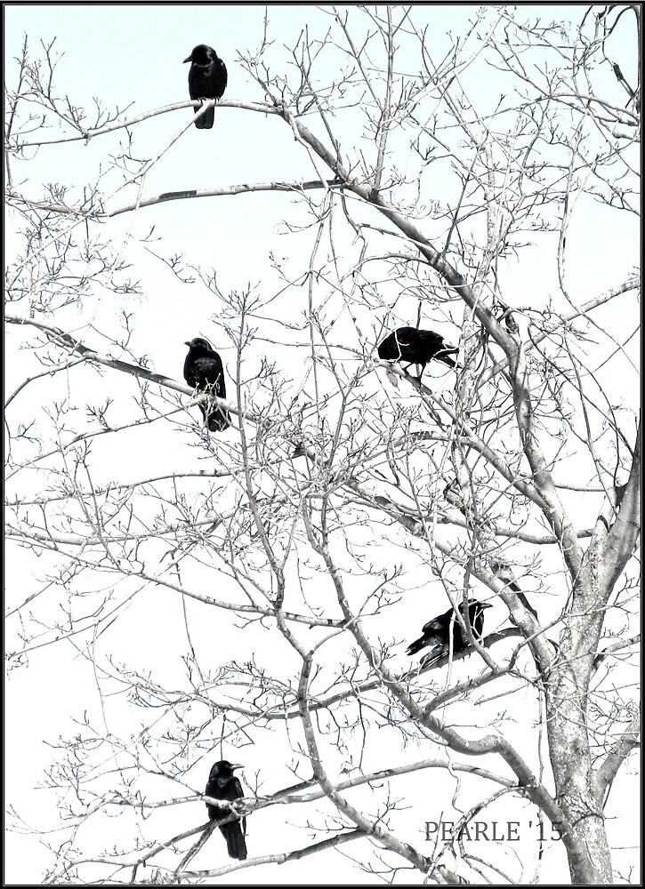 "Five Crows in a Tree" by Pearle | Redbubble