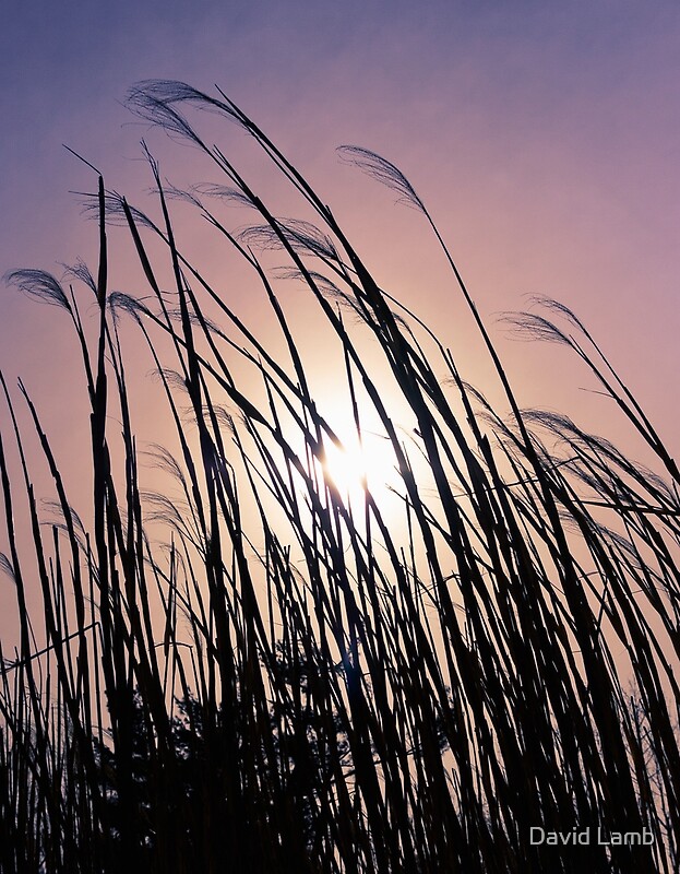 "Spring Sun" by David Lamb | Redbubble