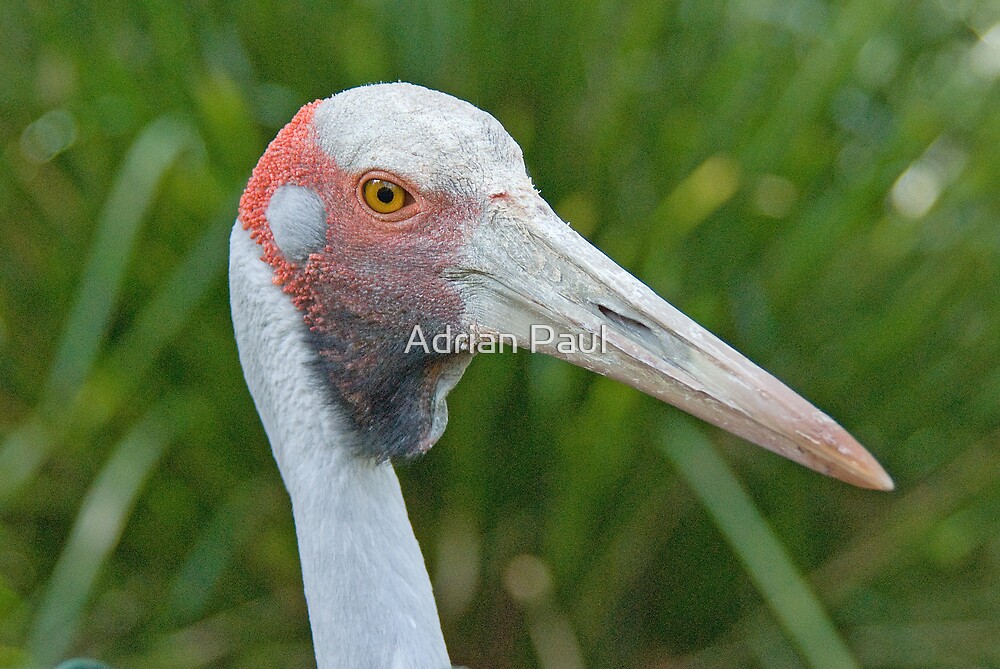 "Australian Brolga, Queensland, Australia" by Adrian Paul | Redbubble
