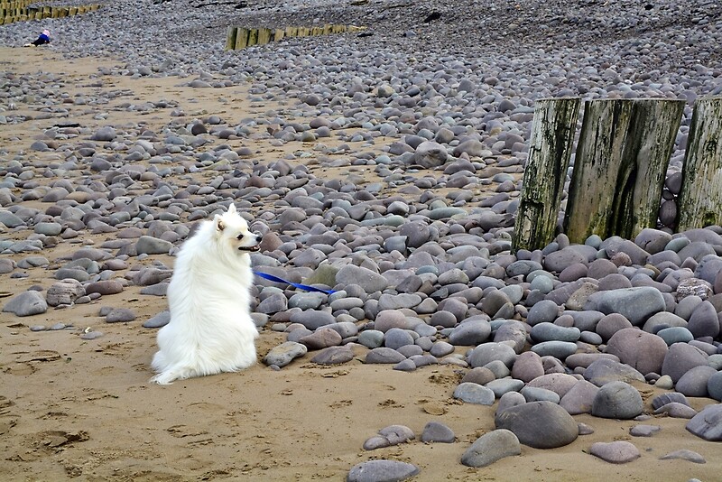 "Snow White On The Beach" by Alexandra Lavizzari | Redbubble