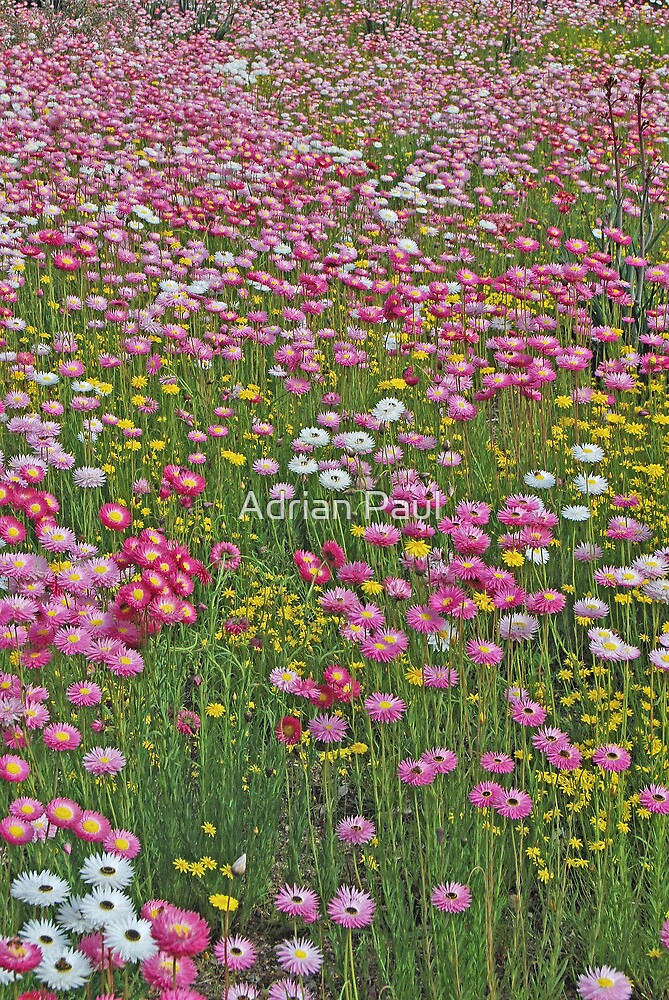 "A Carpet of Native Flowers, Kings Park, Perth, Western Australia" by ...