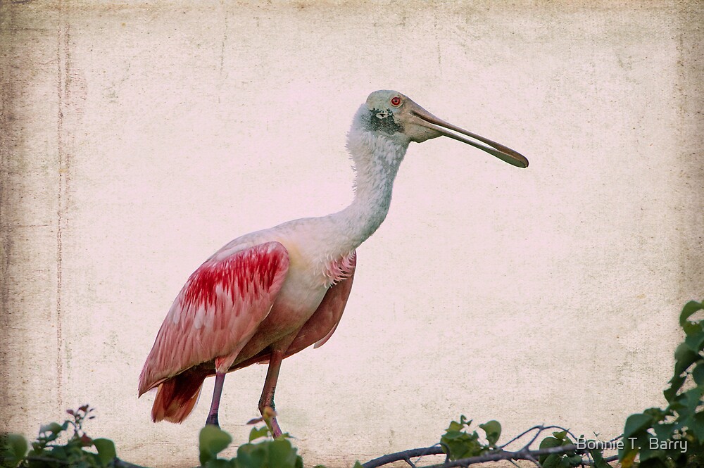 "Male Roseate Spoonbill" by Bonnie T. Barry | Redbubble
