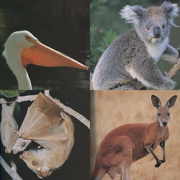 "Pelican Koala Bat Kangaroo" by David Kilpatrick | Redbubble