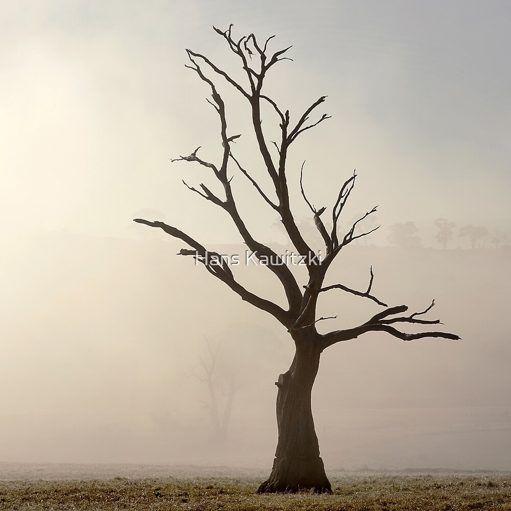 "0644 Ringbarked - Anakie" by Hans Kawitzki | Redbubble