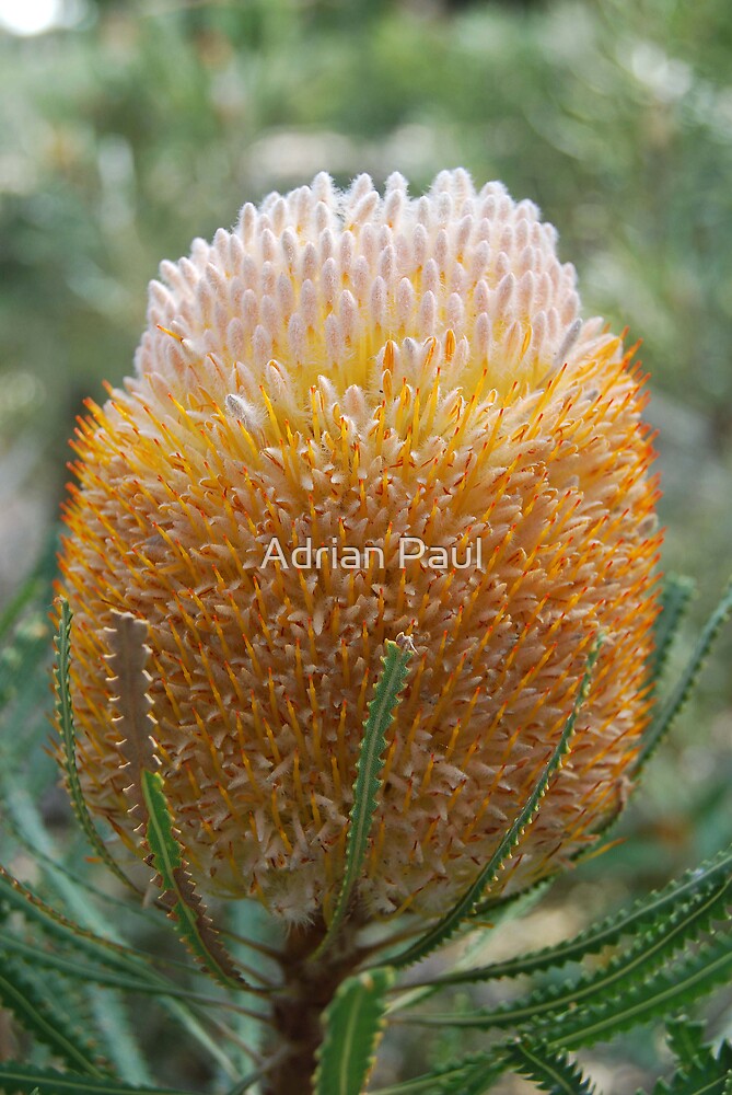 "Acorn Banksia, Kings Park, Western Australia" by Adrian Paul | Redbubble