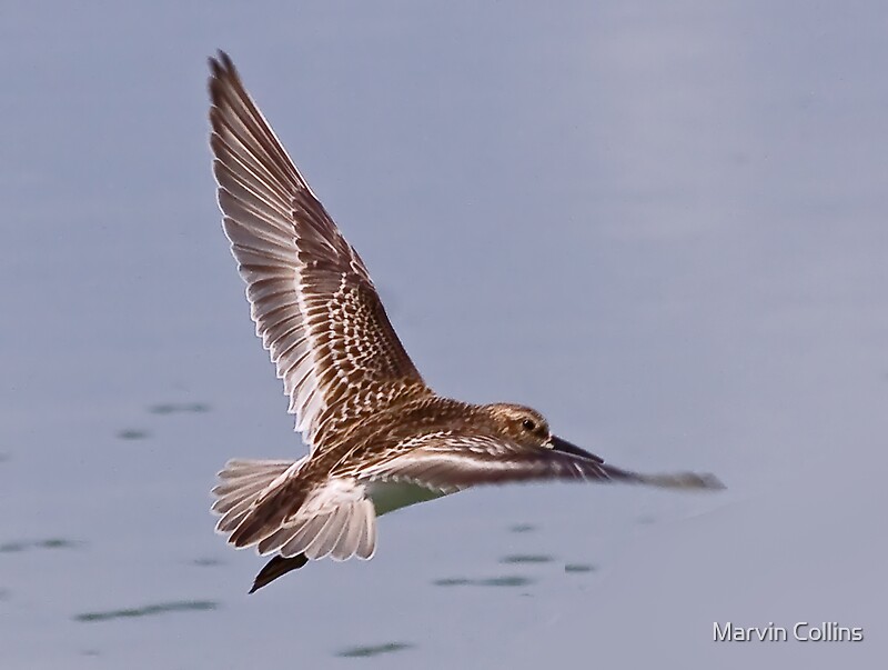 "Lesser Yellowlegs in Flight" by Marvin Collins | Redbubble