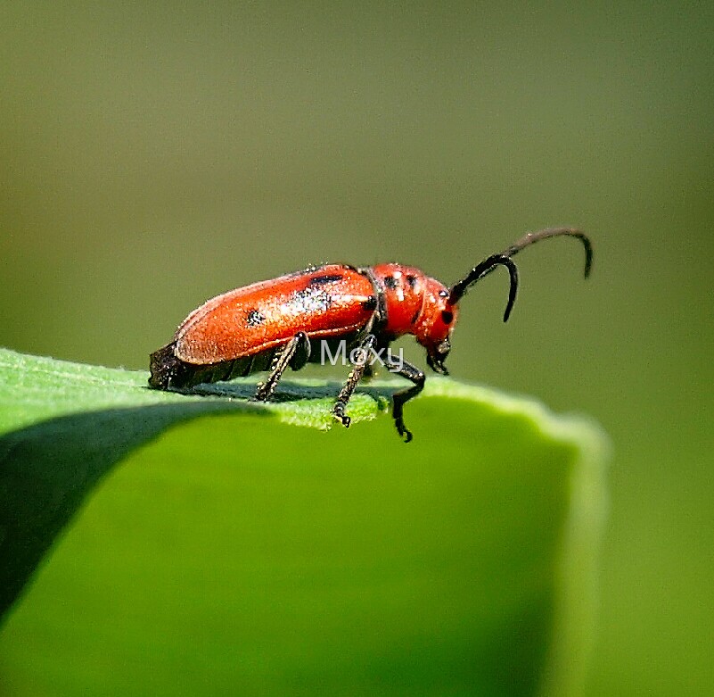 "Little Red Beetle" by Moxy | Redbubble