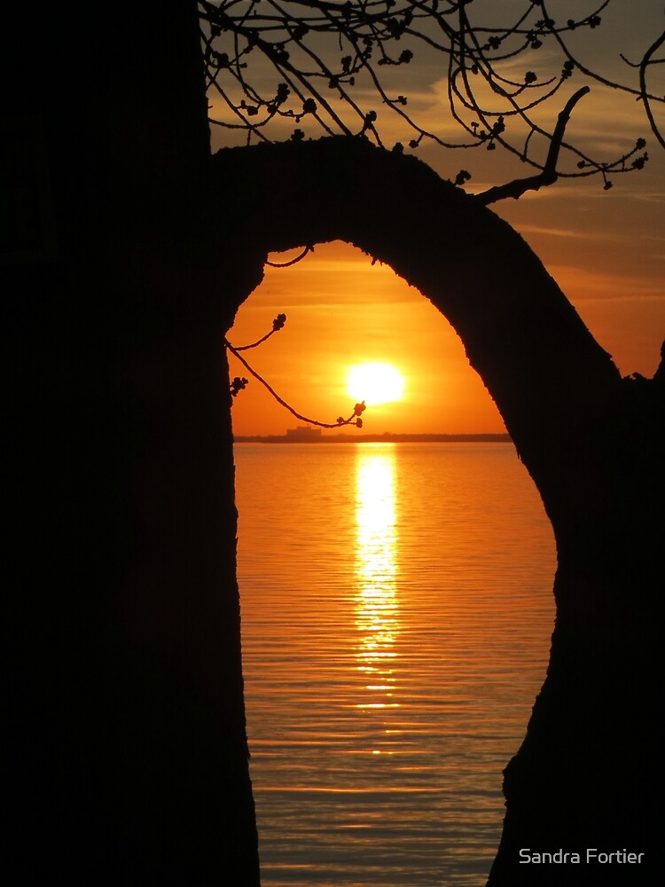 "Peeking Through" by Sandra Fortier | Redbubble