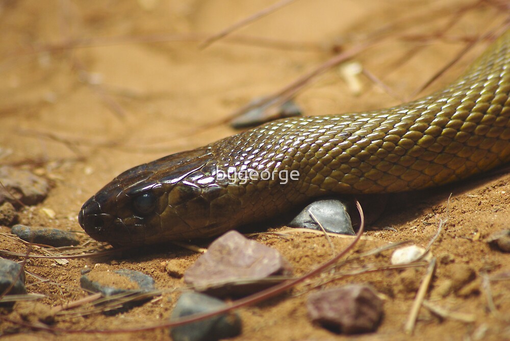 "Fierce Snake" by bygeorge | Redbubble