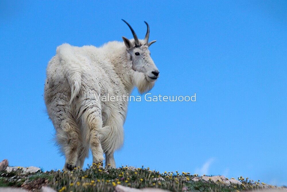 "Leaving look back" by Valentina Gatewood | Redbubble
