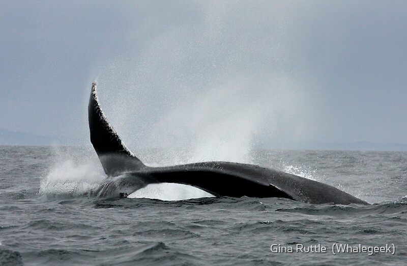 "Whale Tail 'Telegram'" by Gina Ruttle (Whalegeek) | Redbubble