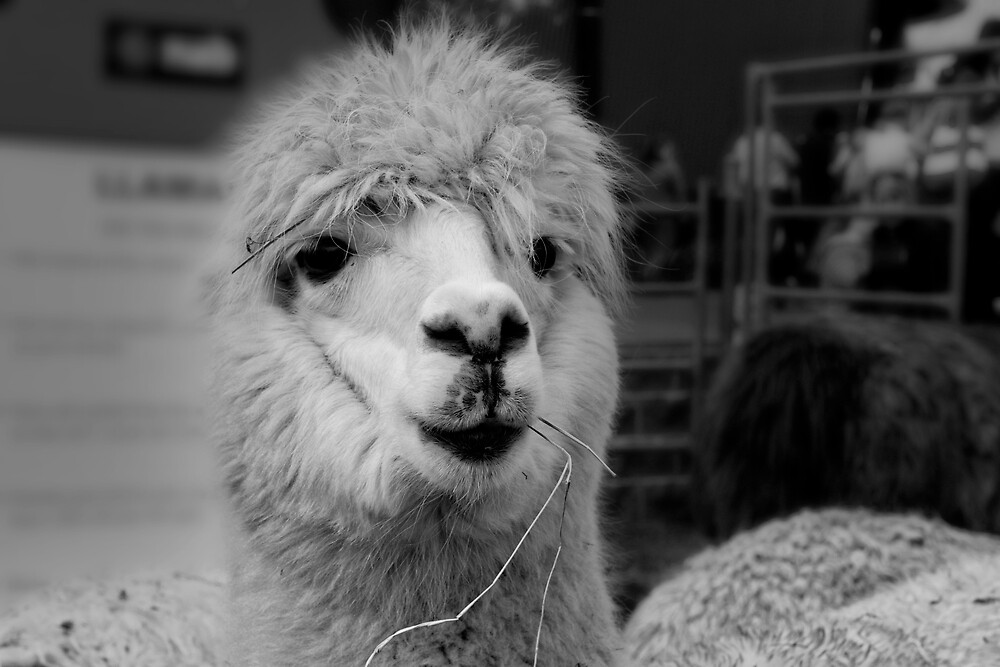 "Lama Land" by Mark Elshout | Redbubble