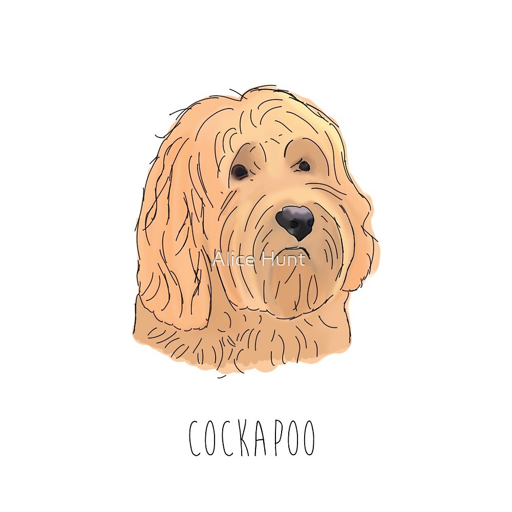 "Cockapoo" by Alice Hunt | Redbubble