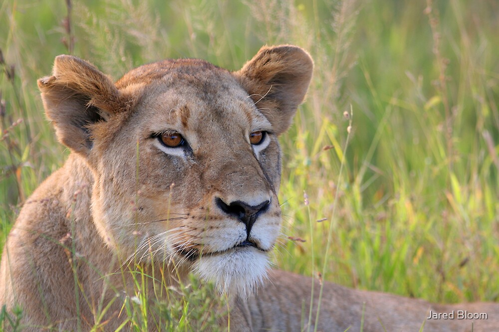 "Beautiful Lioness" by Jared Bloom | Redbubble