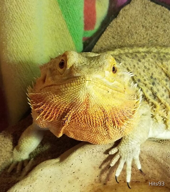 "Toothless the Bearded Dragon" by Hits93 | Redbubble