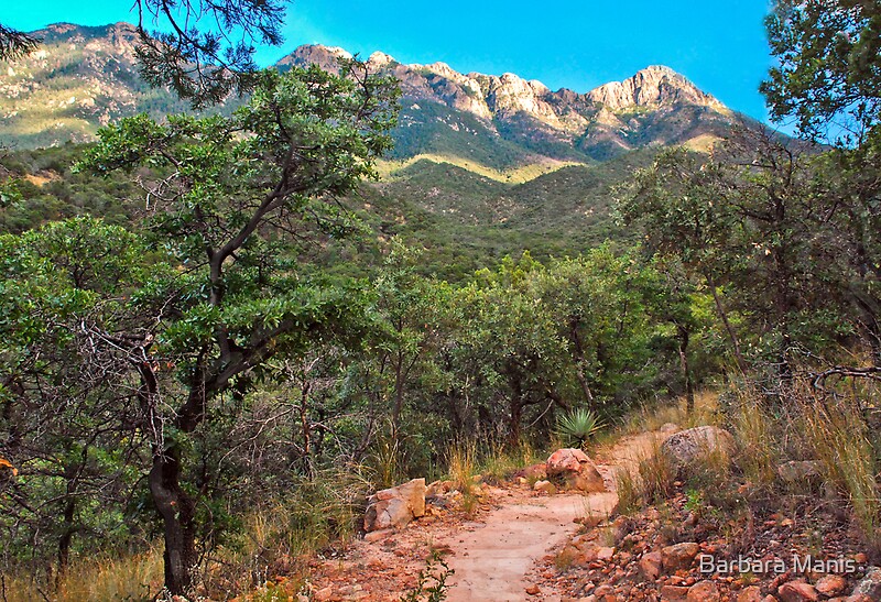 "Madera Canyon Trail" by Barbara Manis | Redbubble