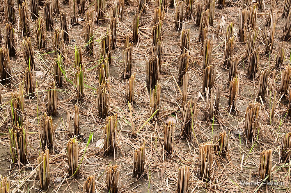 "Rice Stubble" by Werner Padarin | Redbubble