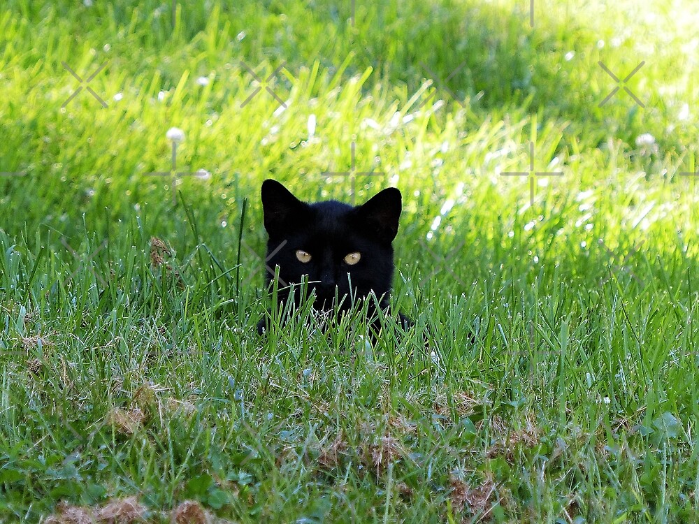 "Panther in the Grass" by FrankieCat | Redbubble