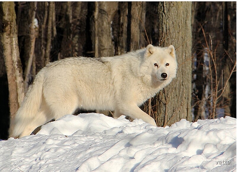 "Beautiful Arctic Wolf (View Large)" by vette | Redbubble