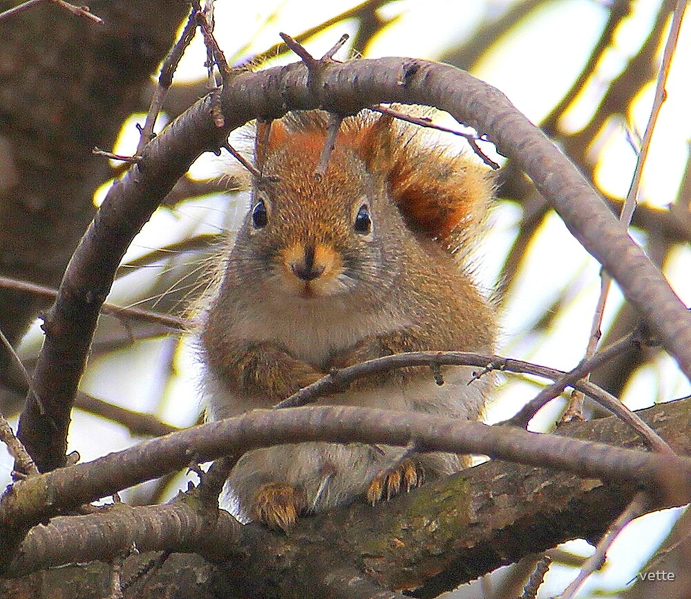 "Squirrel Retreat" by vette | Redbubble