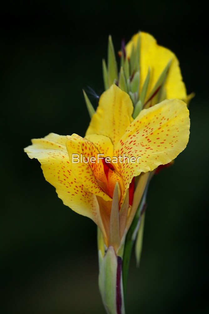 "Yellow Canna Lily" by BlueFeather | Redbubble