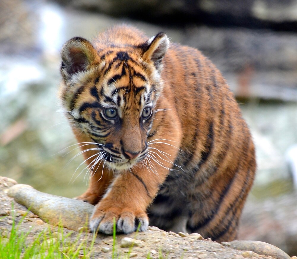 "Curious Kinleigh the Tiger Cub" by richardbryce | Redbubble