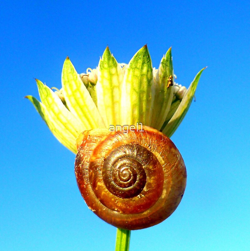 "King of snails" by angel1 | Redbubble