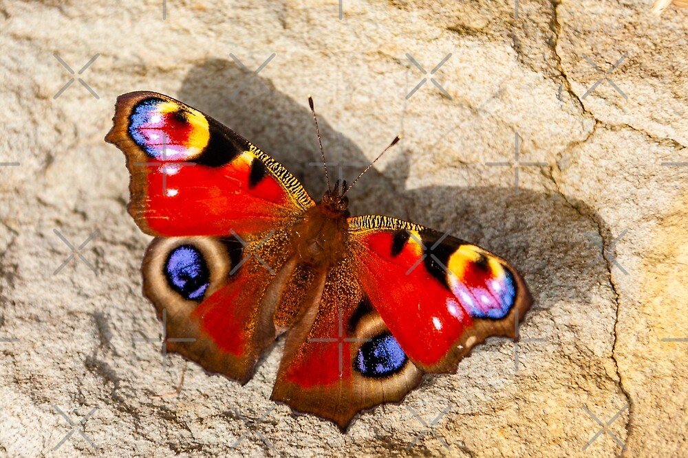 "Proud as a Peacock Butterfly" by Dalyn | Redbubble