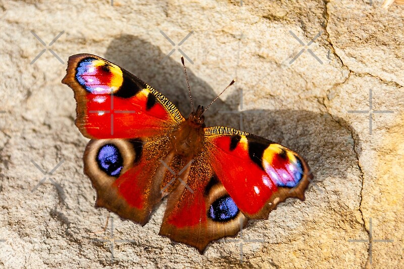 "Proud as a Peacock Butterfly" by Dalyn | Redbubble