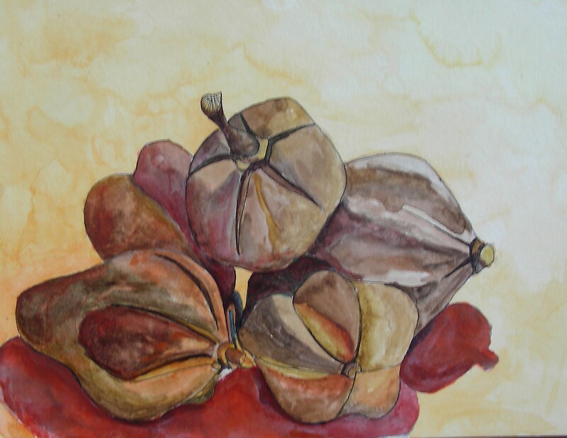 "Mahogany nuts, Barbados" by Phyllis Dixon | Redbubble