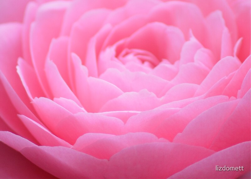 "pinkness" by lizdomett | Redbubble