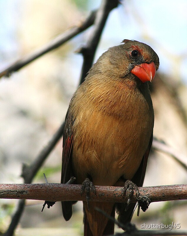 "Female Cardinal (Tucson, Arizona)" by shutterbug45 | Redbubble