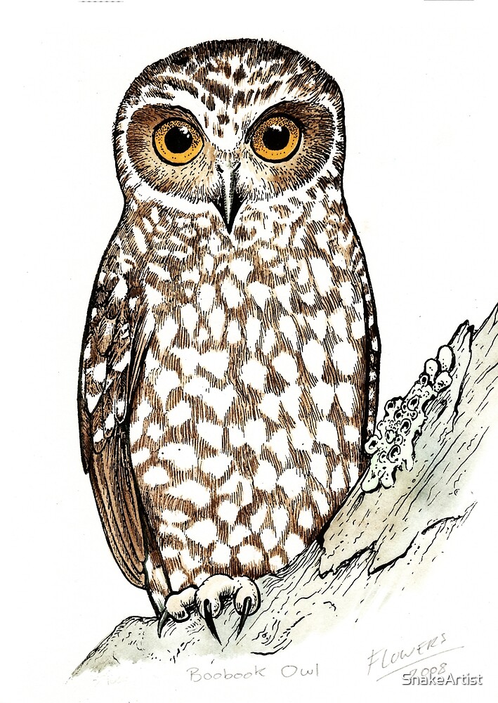 "Boobook Owl" by SnakeArtist | Redbubble