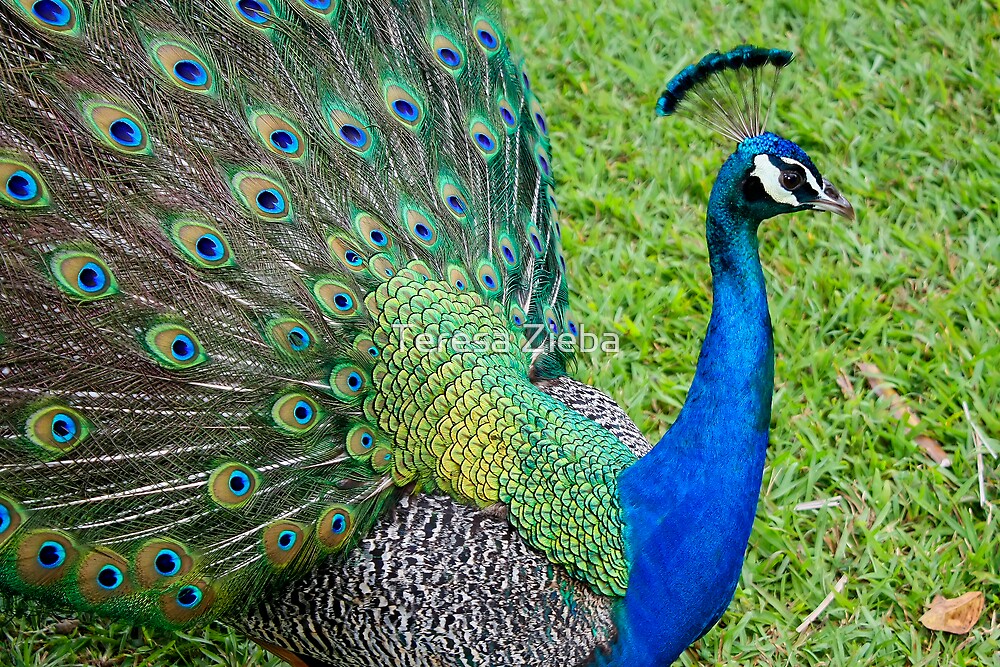 "Indian Blue Peacock" by Teresa Zieba | Redbubble