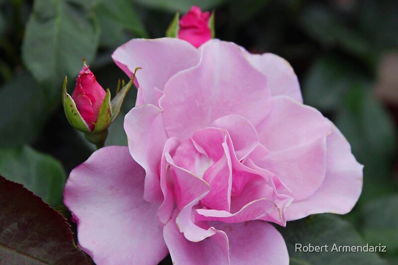 "Bewitched Hybrid Tea Rose" by Robert Armendariz | Redbubble