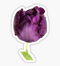Tulip: Stickers | Redbubble