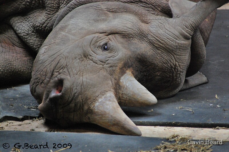 "Sad Rhino" by Gavin Beard | Redbubble