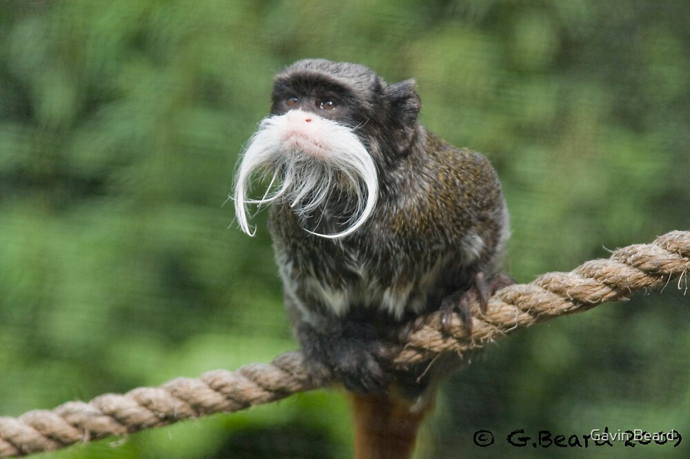 "Bearded Monkey" by Gavin Beard | Redbubble