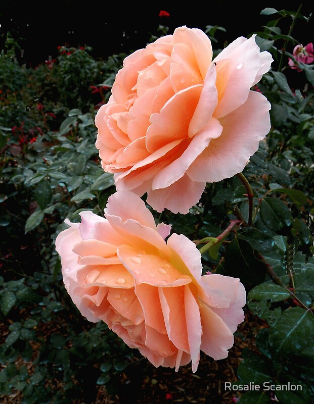 "Sonya Roses " by Rosalie Scanlon | Redbubble
