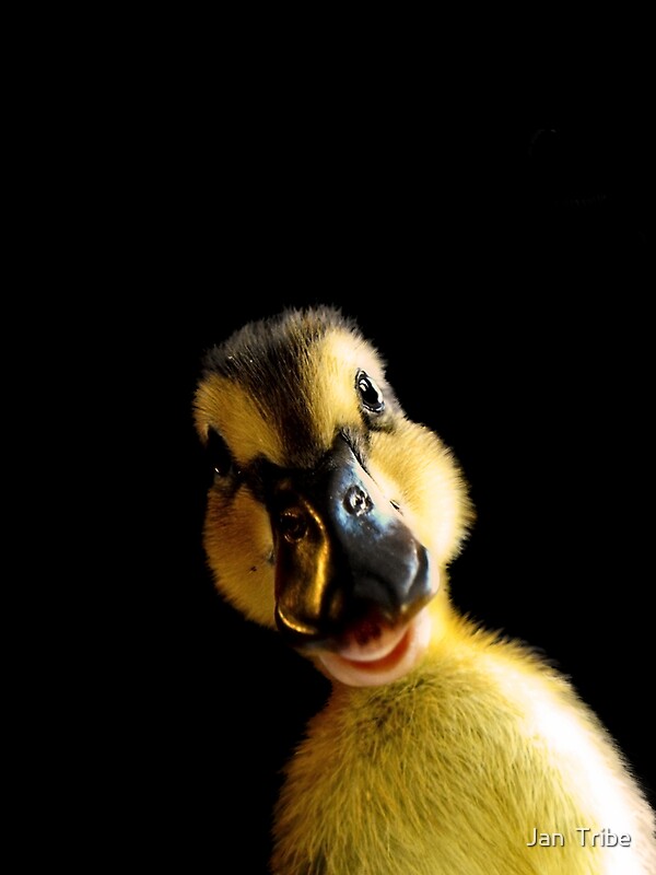 "Just Ducky!" by Jan Tribe | Redbubble