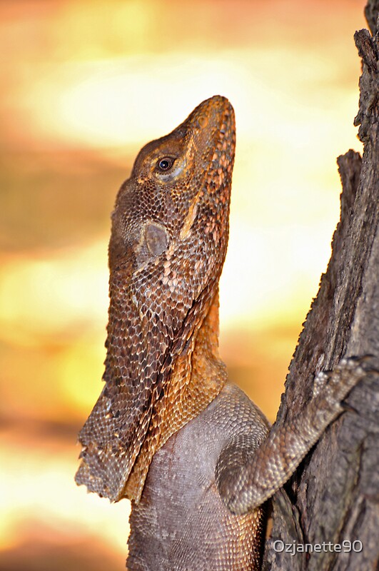 "I love a sunburnt country and all of its inhabitants" by Jan Rodgers ...