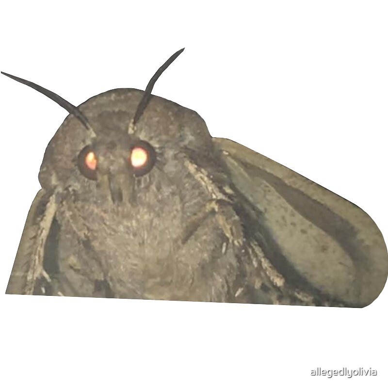 "Moth Meme" by allegedlyolivia | Redbubble