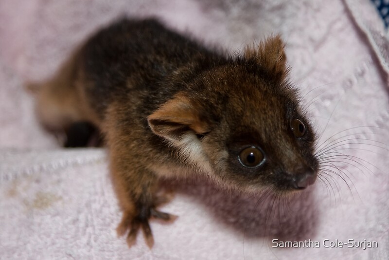 "Baby Ringtail Possum" by Samantha Cole-Surjan | Redbubble