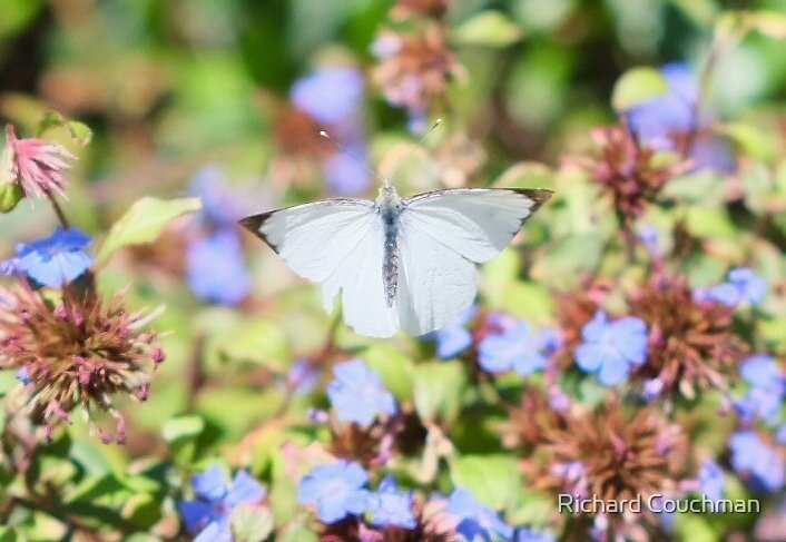 Last Flight Of Summer “" by Richard Couchman | Redbubble