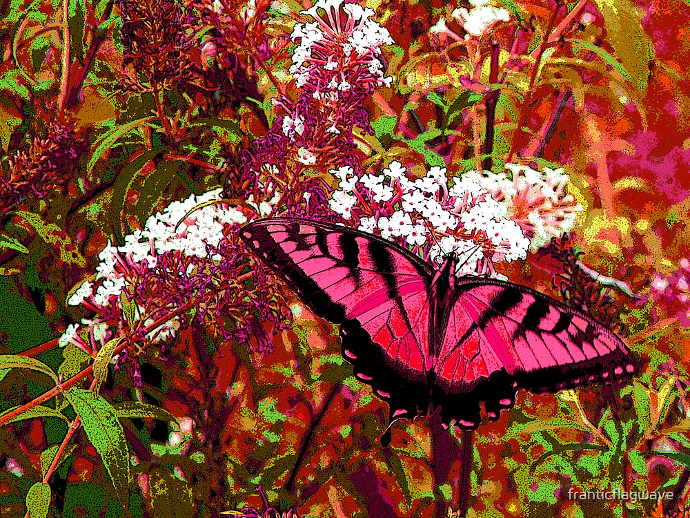 ""Hot Pink Butterfly"" by franticflagwave | Redbubble