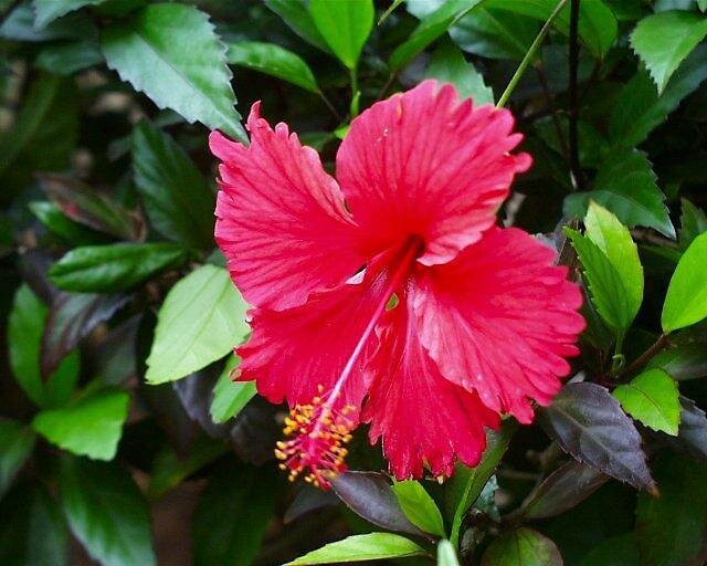 "Amapola" by Elias Santiago | Redbubble