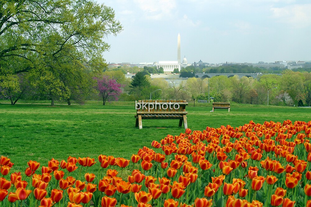"Washington DC - Spring Time" by bkphoto | Redbubble