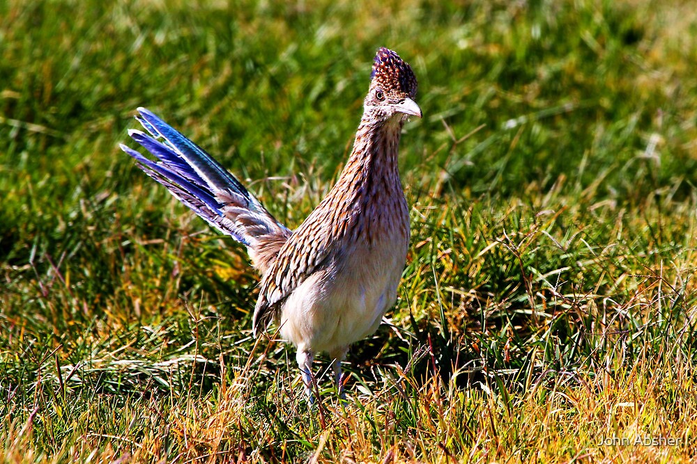 "Road Runner - Red Rock, Nevada" by John Absher | Redbubble