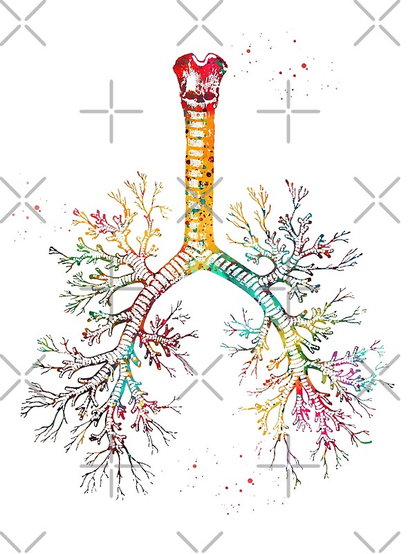 "Bronchial tree" by erzebetth | Redbubble