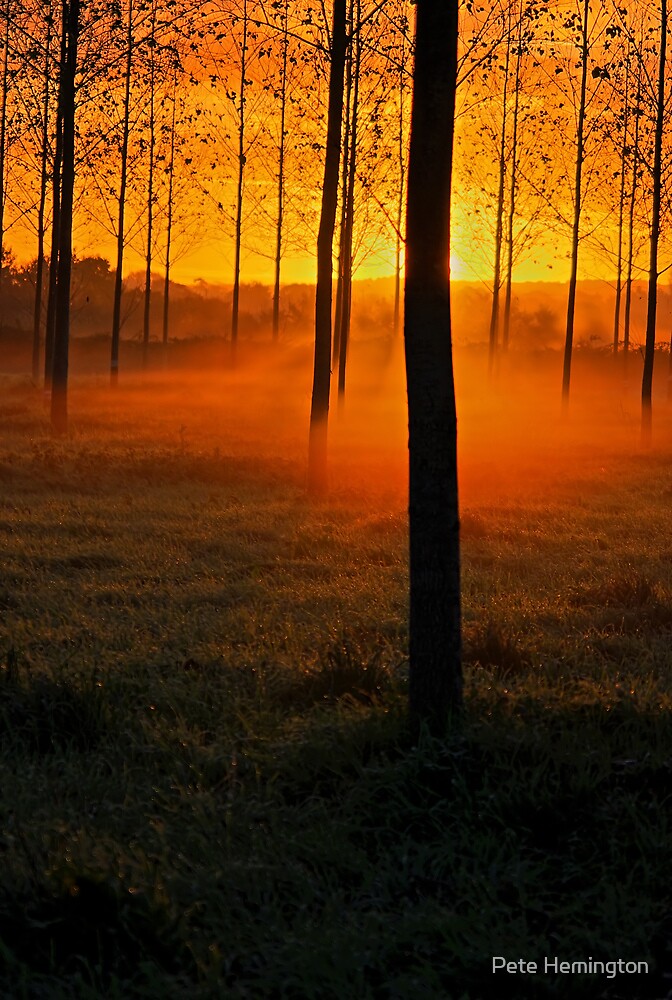 "Sunrise through trees" by Pete Hemington | Redbubble
